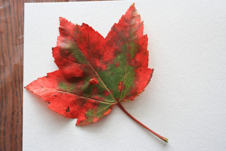 Printmaking with Leaves - Sparkle Stories